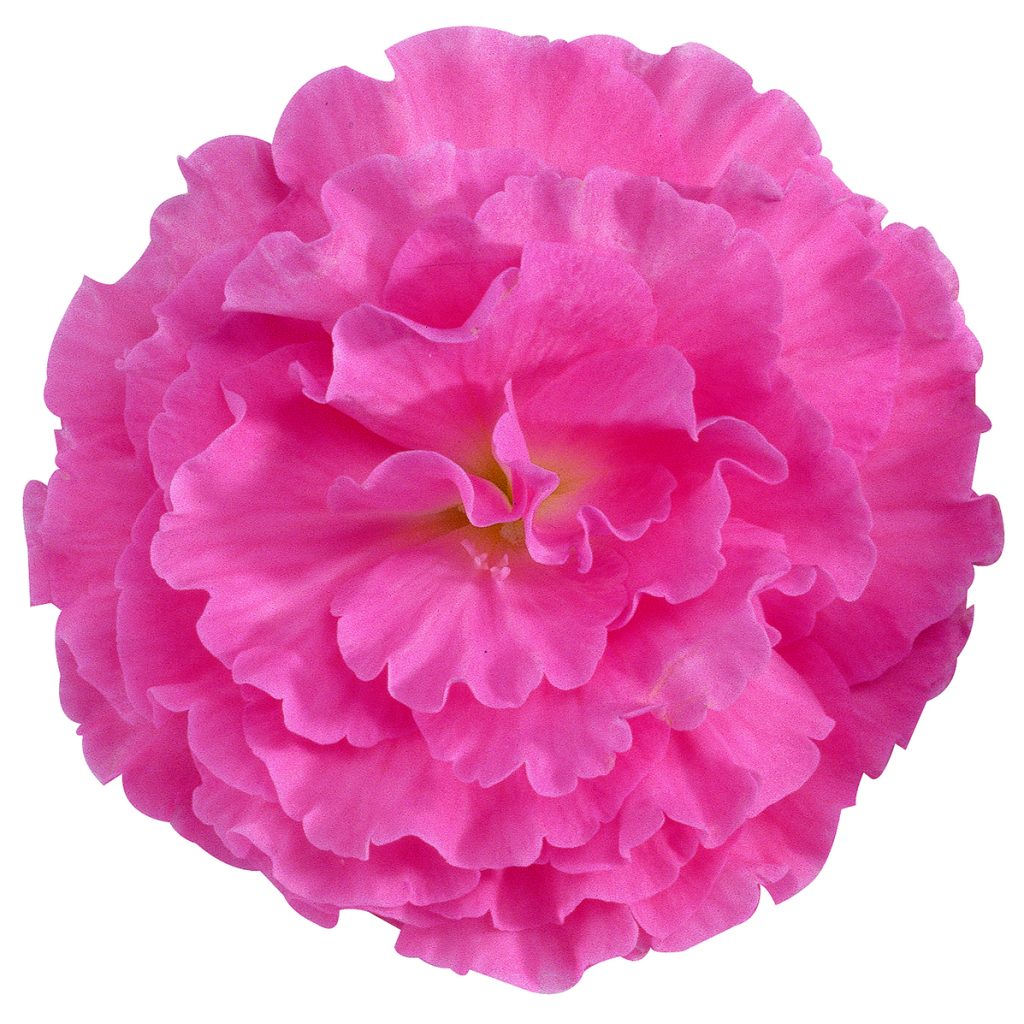 Begonia tuberhybrida Fortune Pink - Muller Seeds